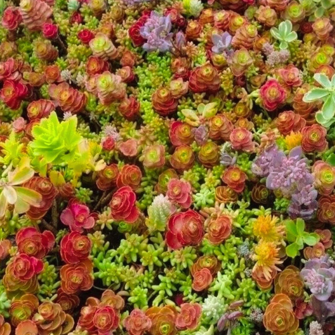 100 Mixed Sedum Seeds: Stonecrop Succulent, Easy Grow - Etsy