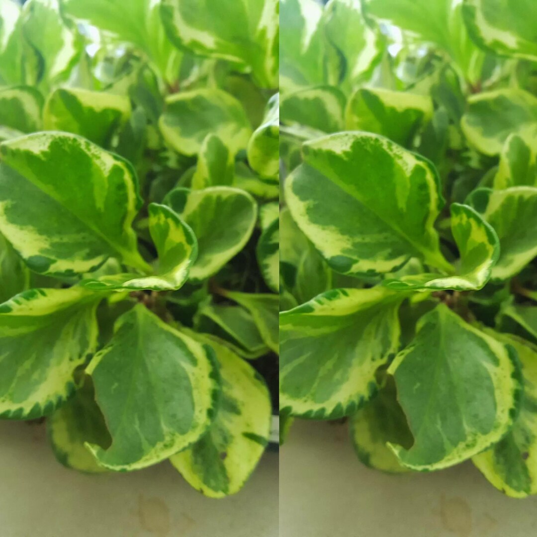 Variegated Golden Peperomia Plant: Easy Care Indoor Plant - Etsy