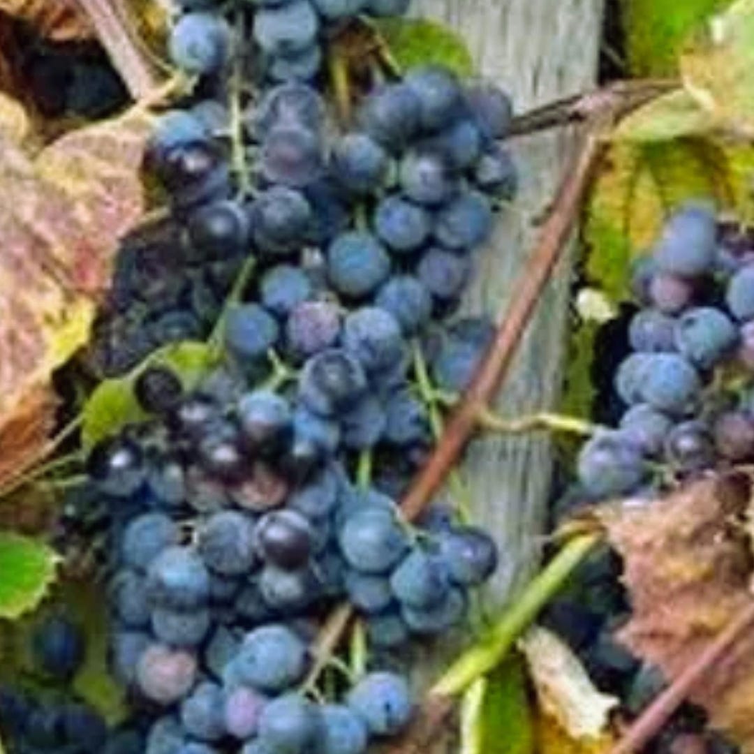 Organic Concord Grape 12 Cuttings Hardy Perennial Low Maintenance Live ...