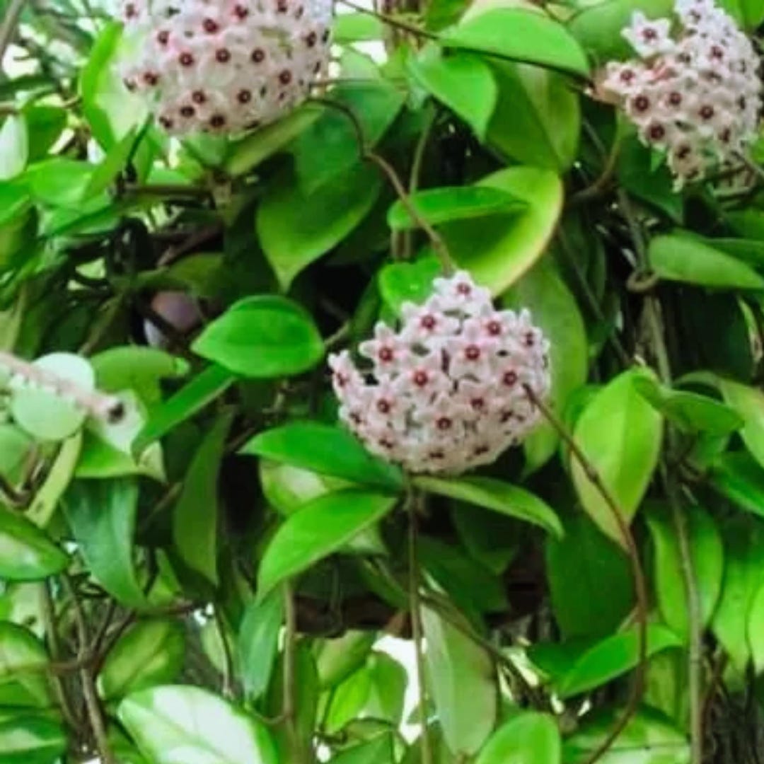 Green Hoya Carnosa Live Plant: Wax & Porcelain Flowers (3" Pot) - Etsy