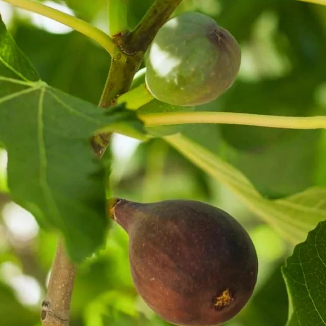 Brown Turkey Fig Tree: Ficus Carica, Easy Care Live Plant - Etsy