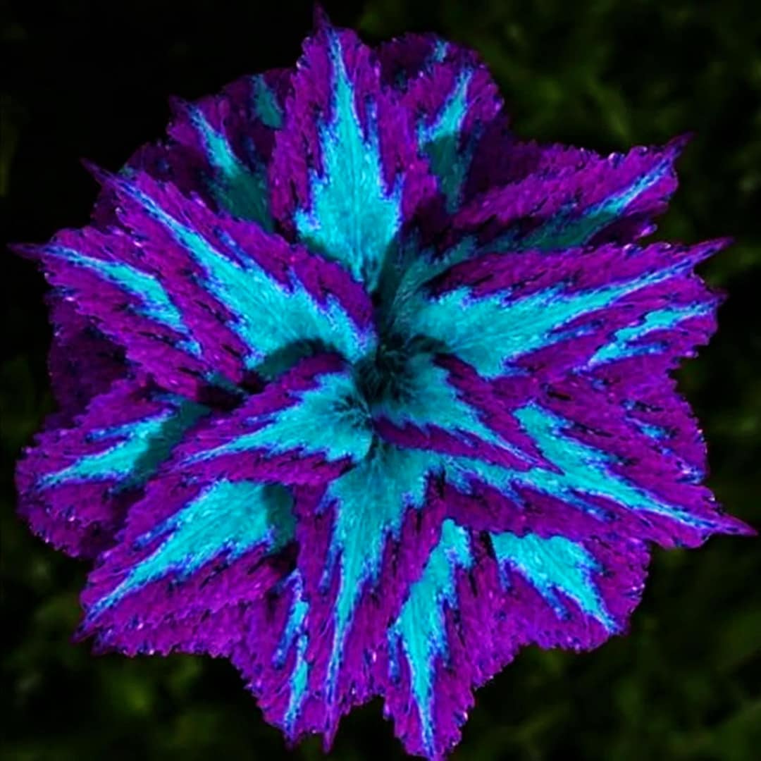 Fresh 25 Seeds Blue Coleus Seeds Featuring Large Purple Garden, Annual ...