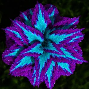 Fresh 25 Seeds Blue Coleus Seeds Featuring Large Purple Garden, Annual ...