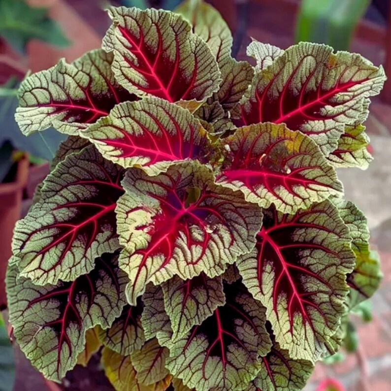 Fresh 25 Seeds Dragons Blood Coleus Flowers Red Vain Leaves Garden ...