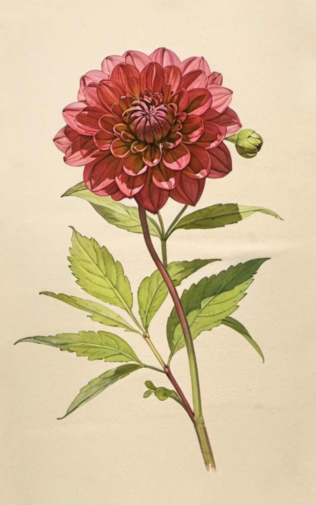 Botanical Drawing Flower Illustration Painting A4 A3 A5 Portrait ...