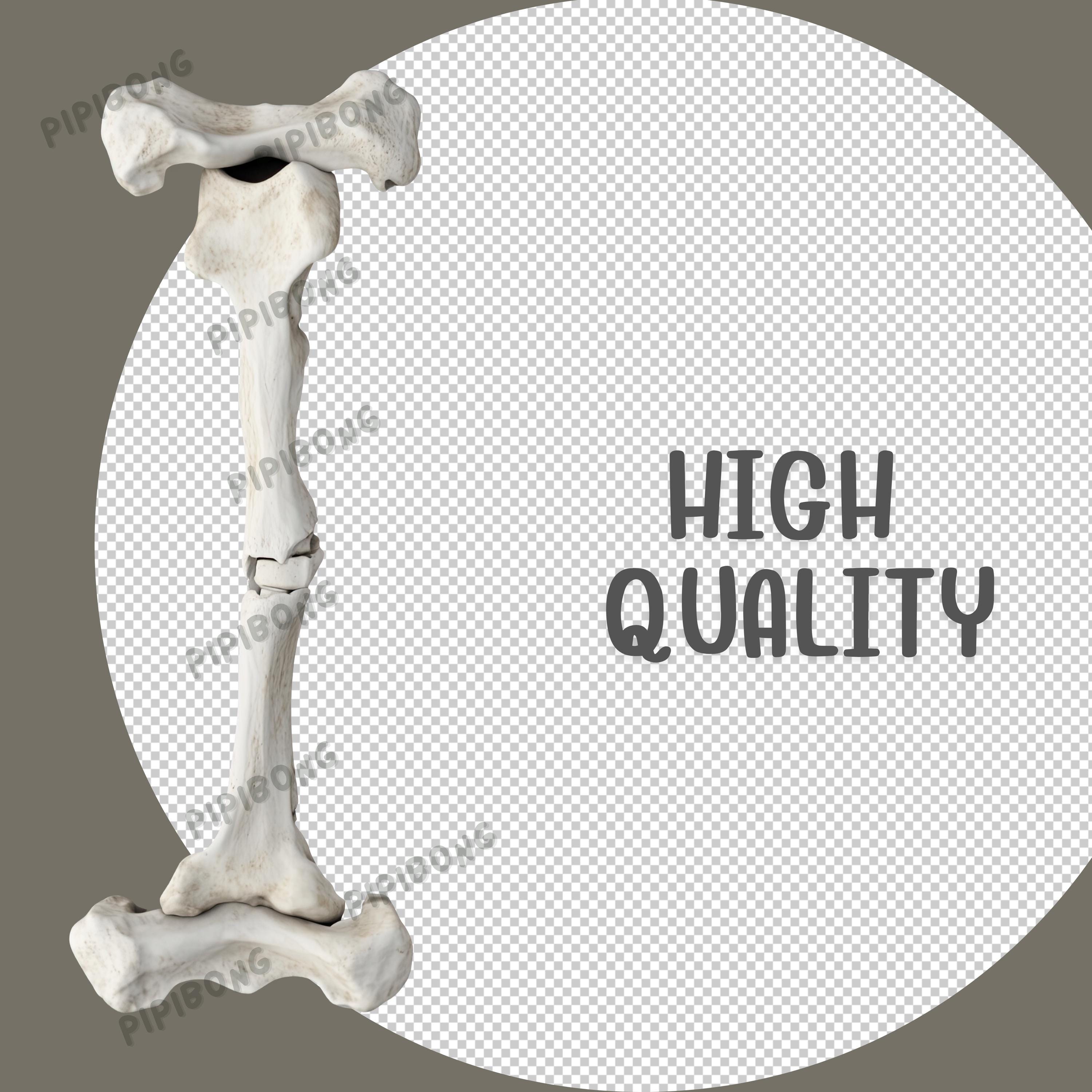 Bones Alphabet Png 2 Pack, Bones Font, Bones Letter Png, Bones Clipart ...