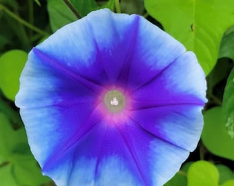 20+ Morning Glory Star of Yelta / Perennial / Flower Seeds. - Etsy