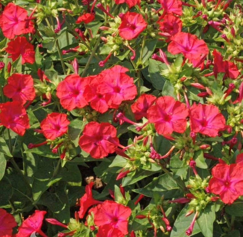 Red Four O'clock Flower Seeds - Etsy