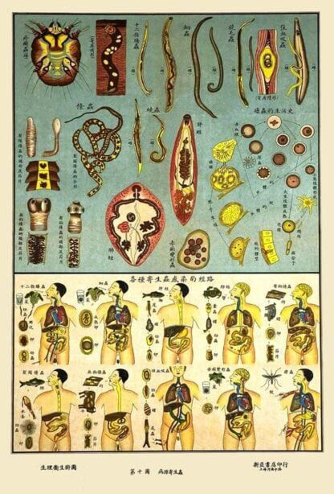 1930's Chinese Medical Chart of Parasites & Pathogens A3 Poster Art ...