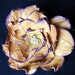 Parchment Flowers - Etsy
