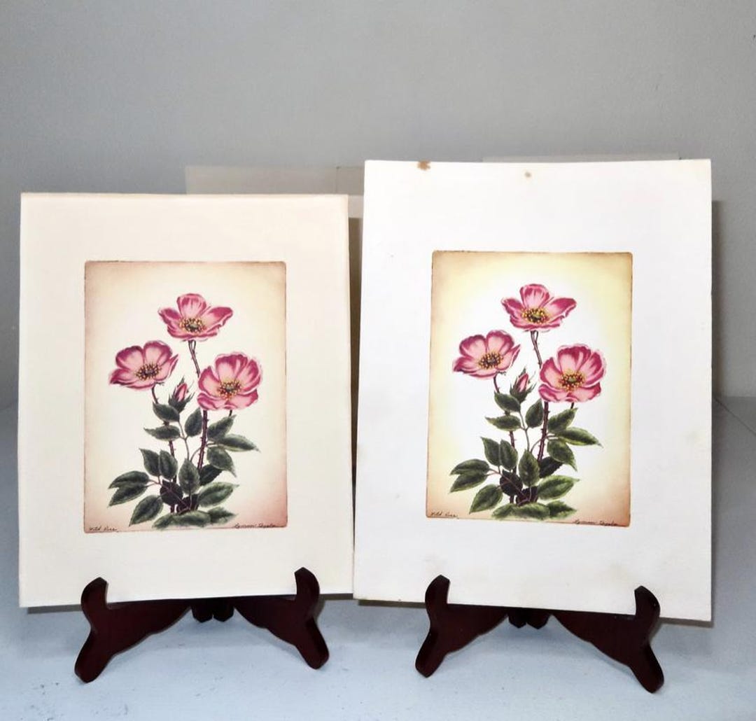 Vintage Wild Rose Color Print of Colorado Wildflowers by Lyman Byxbe ...