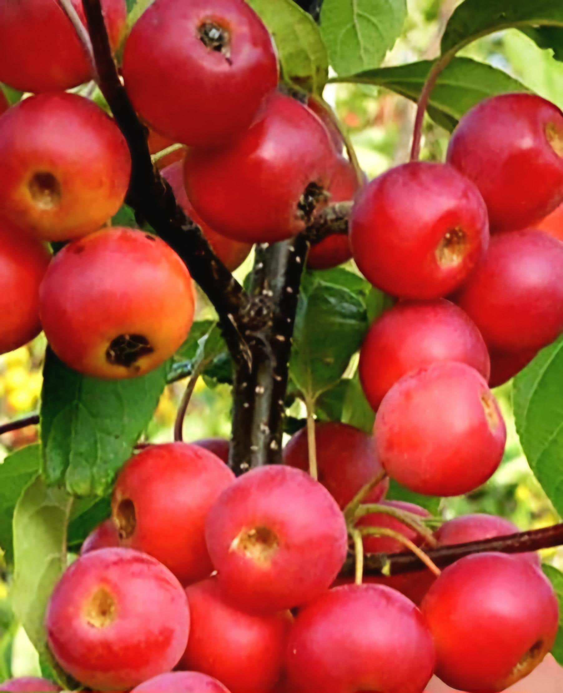 Mayhaw Seeds 4 Seeds - Etsy