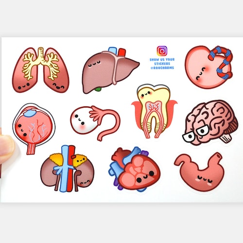 Small Anatomy Vinyl Stickers Biology Major Physiology | Etsy