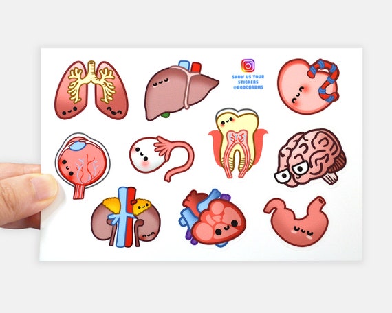 Small Anatomy Vinyl Stickers Biology Major Physiology | Etsy