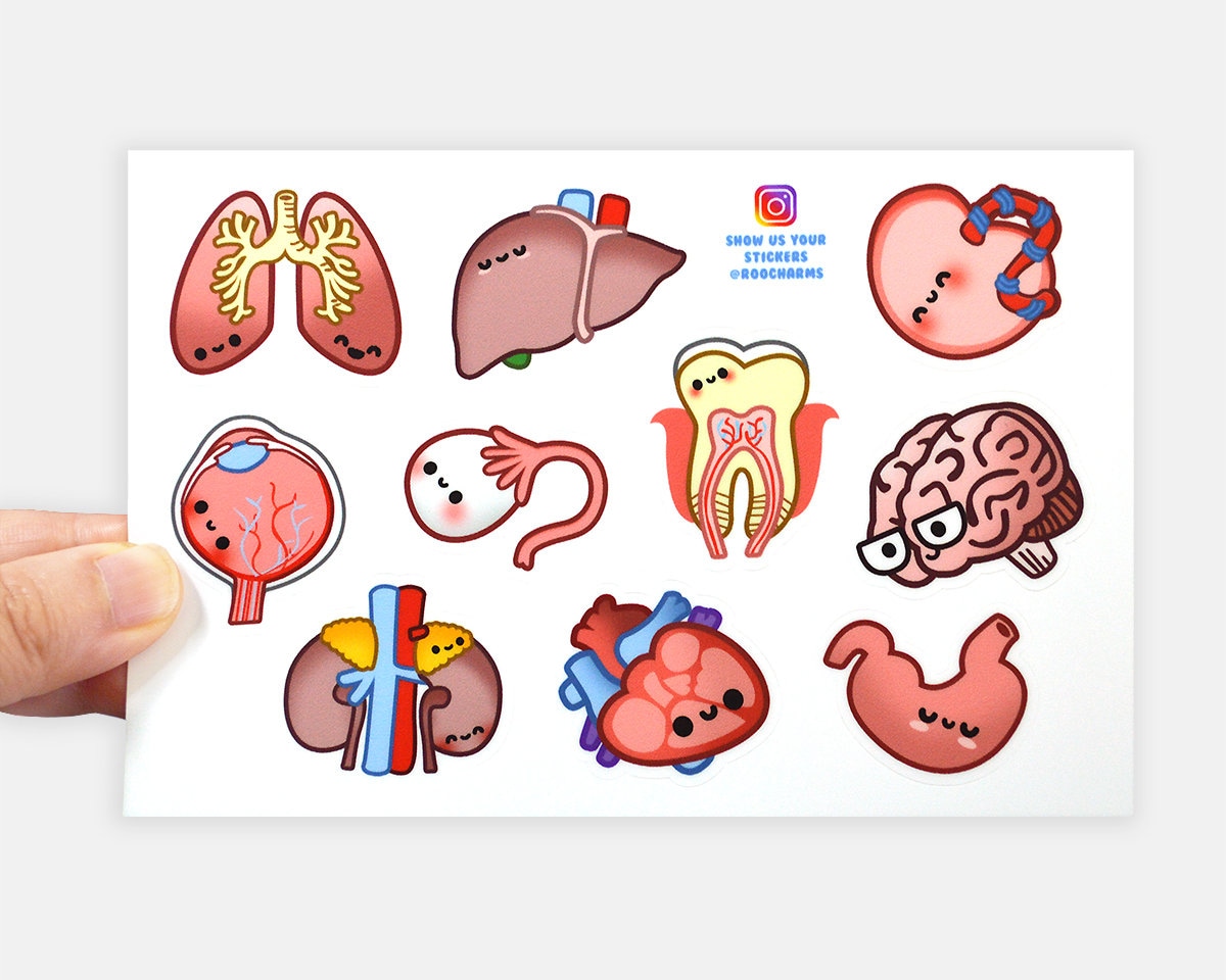 Pequeñas pegatinas de vinilo de anatomía biología mayor - Etsy España