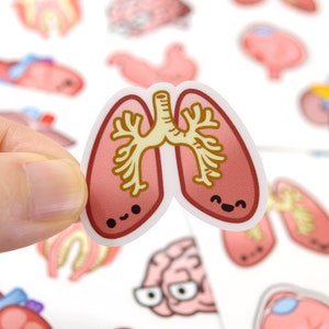 Small Anatomy Vinyl Stickers, Biology Major, Physiology, Nursing ...