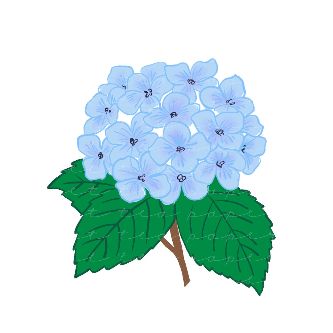 Hydrangea Clip Art (instant Download) - Etsy