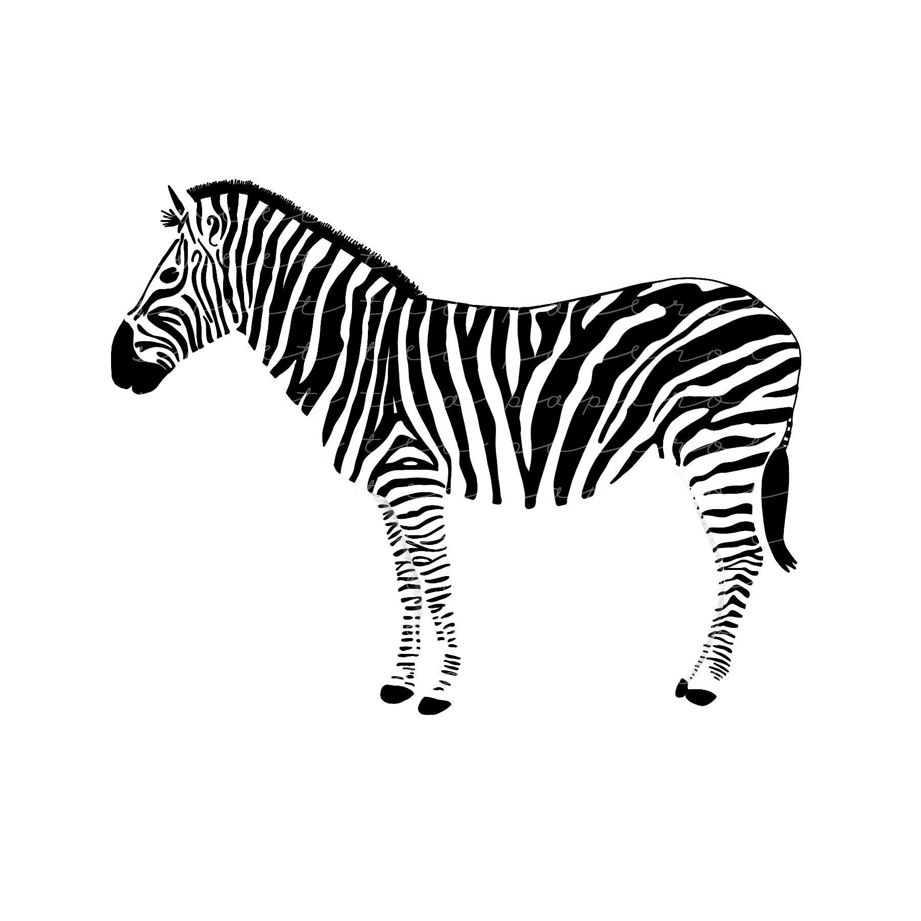 Zebra Clip Art Black And White