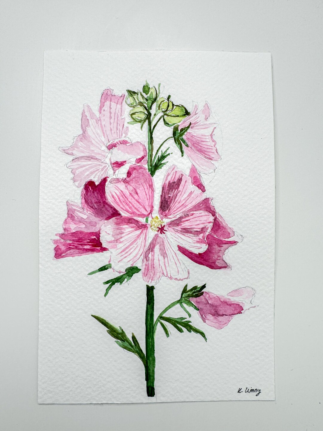 Musk Mallow Flower Art – Original Watercolor Botanical Wall Decor ...