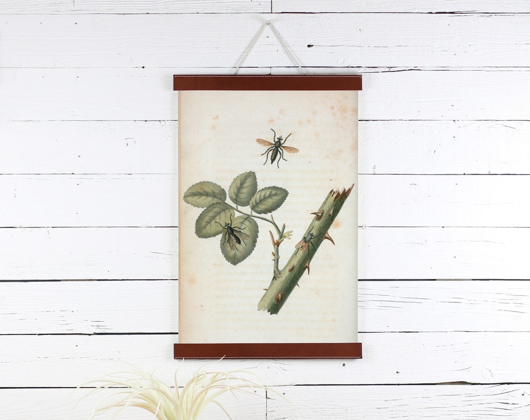 Leather Poster Hanger, Insect Print, Poster Frame, 12 X 18, Leather ...