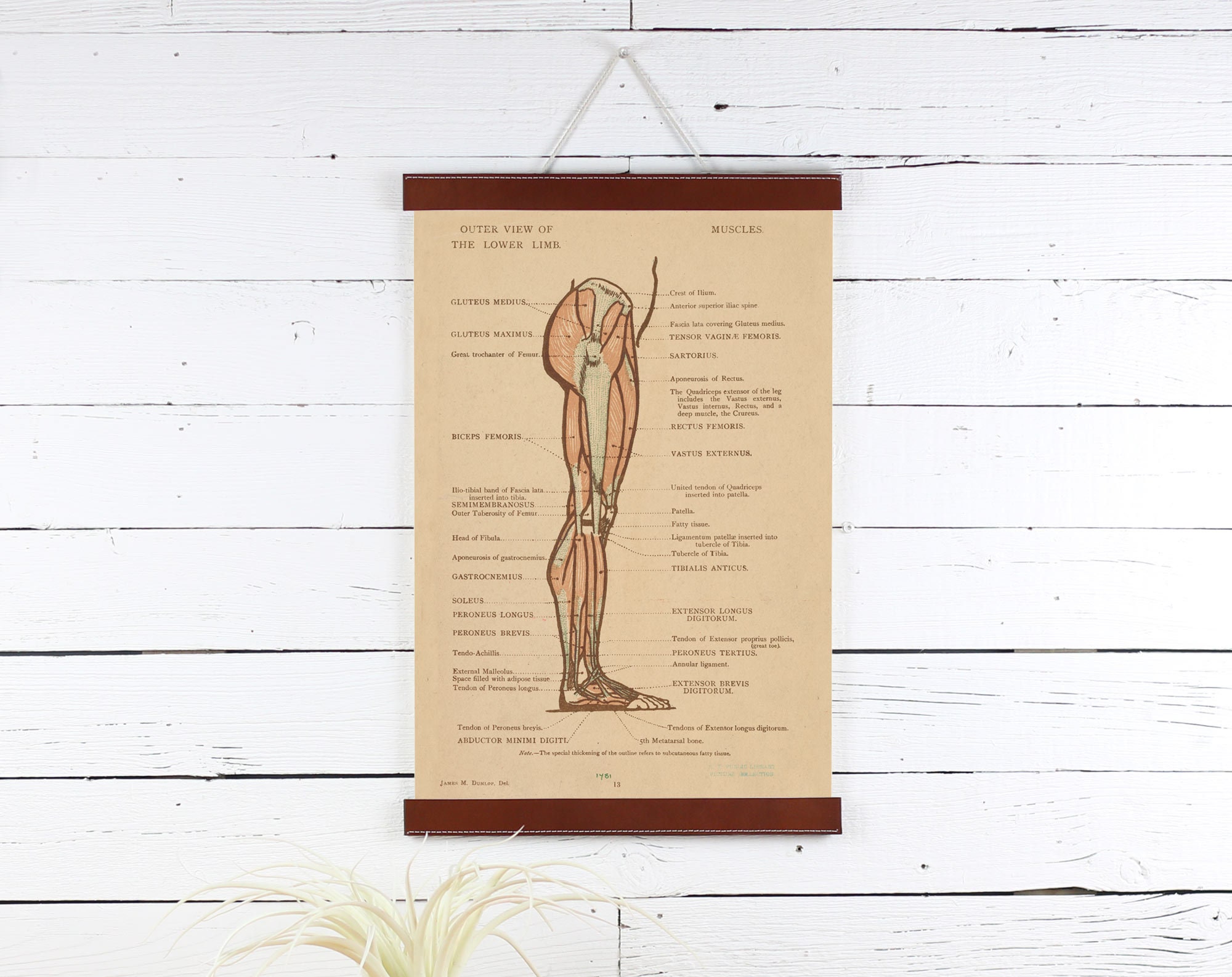 Leather Poster Hanger Anatomy Print Poster Frame 12 X 18 | Etsy