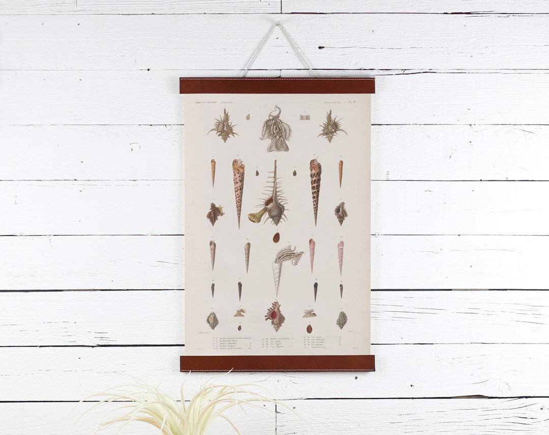Leather Poster Hanger, Sea Shells Print, Poster Frame, 12 X 18, Leather ...