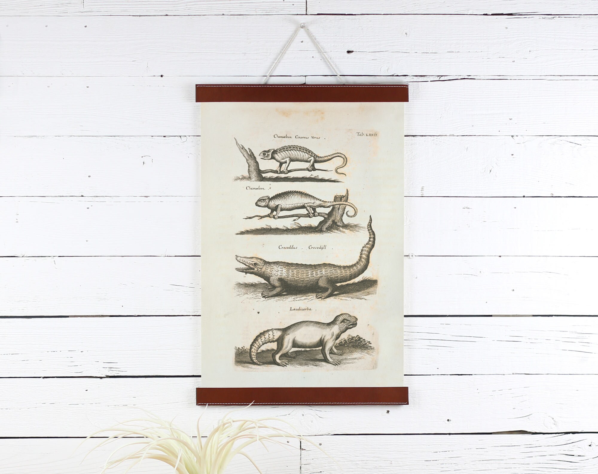 Leather Poster Hanger Reptiles Print Poster Frame 12 X 18 | Etsy