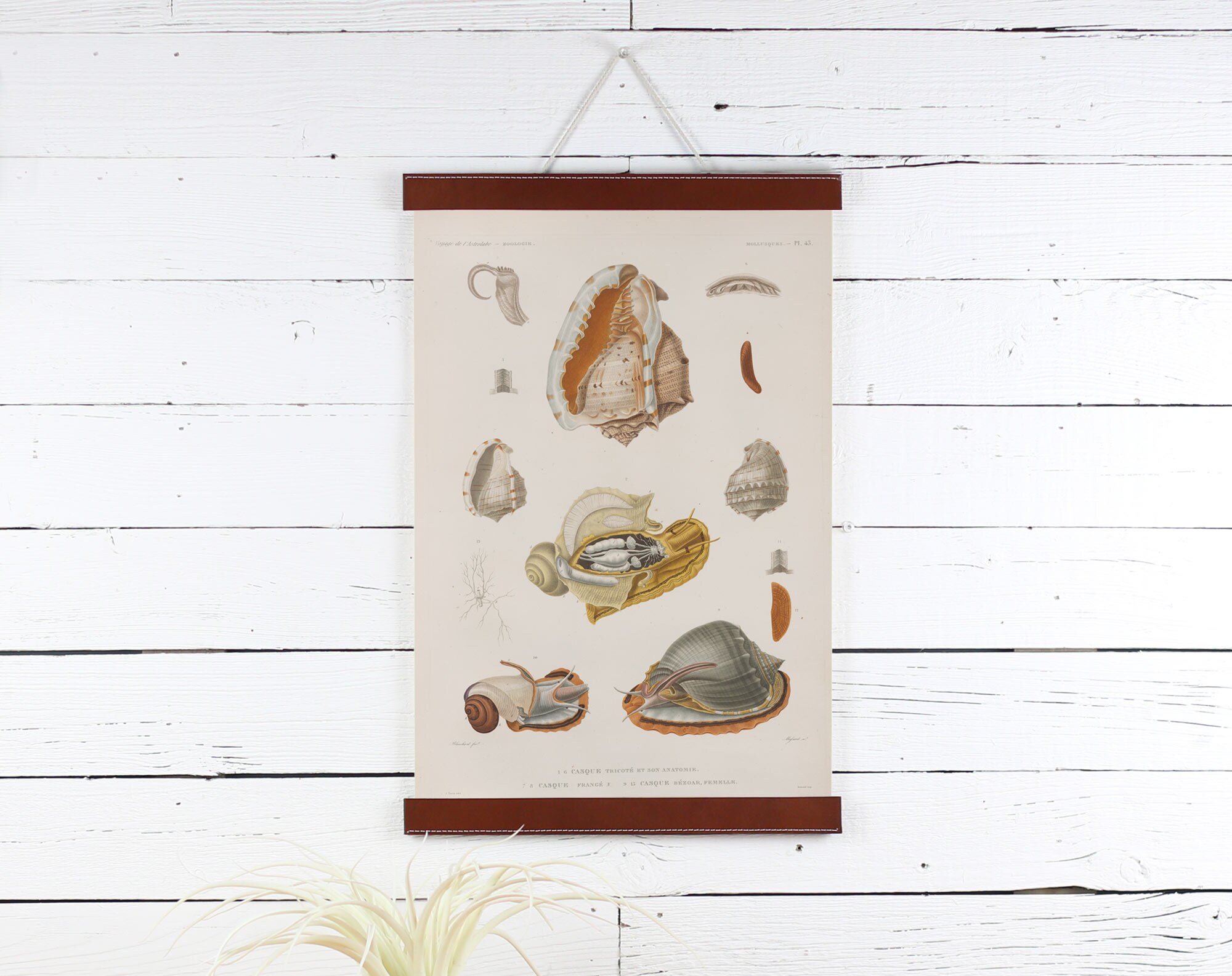 Leather Poster Hanger Snails Print Poster Frame 12 X 18 | Etsy