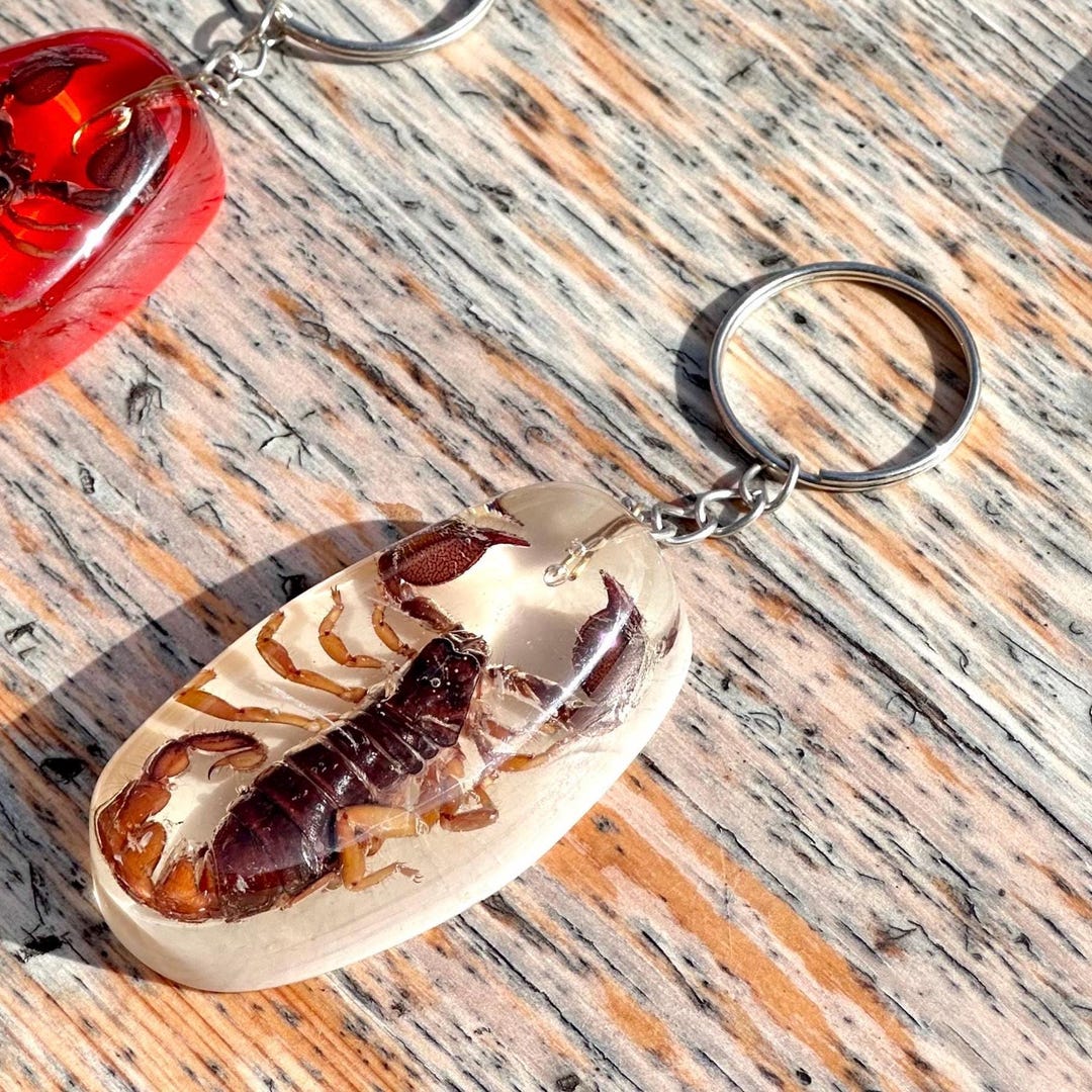 Real Insect Resin Keychains – Scorpions, Beetles Bugs – Unique Gifts ...