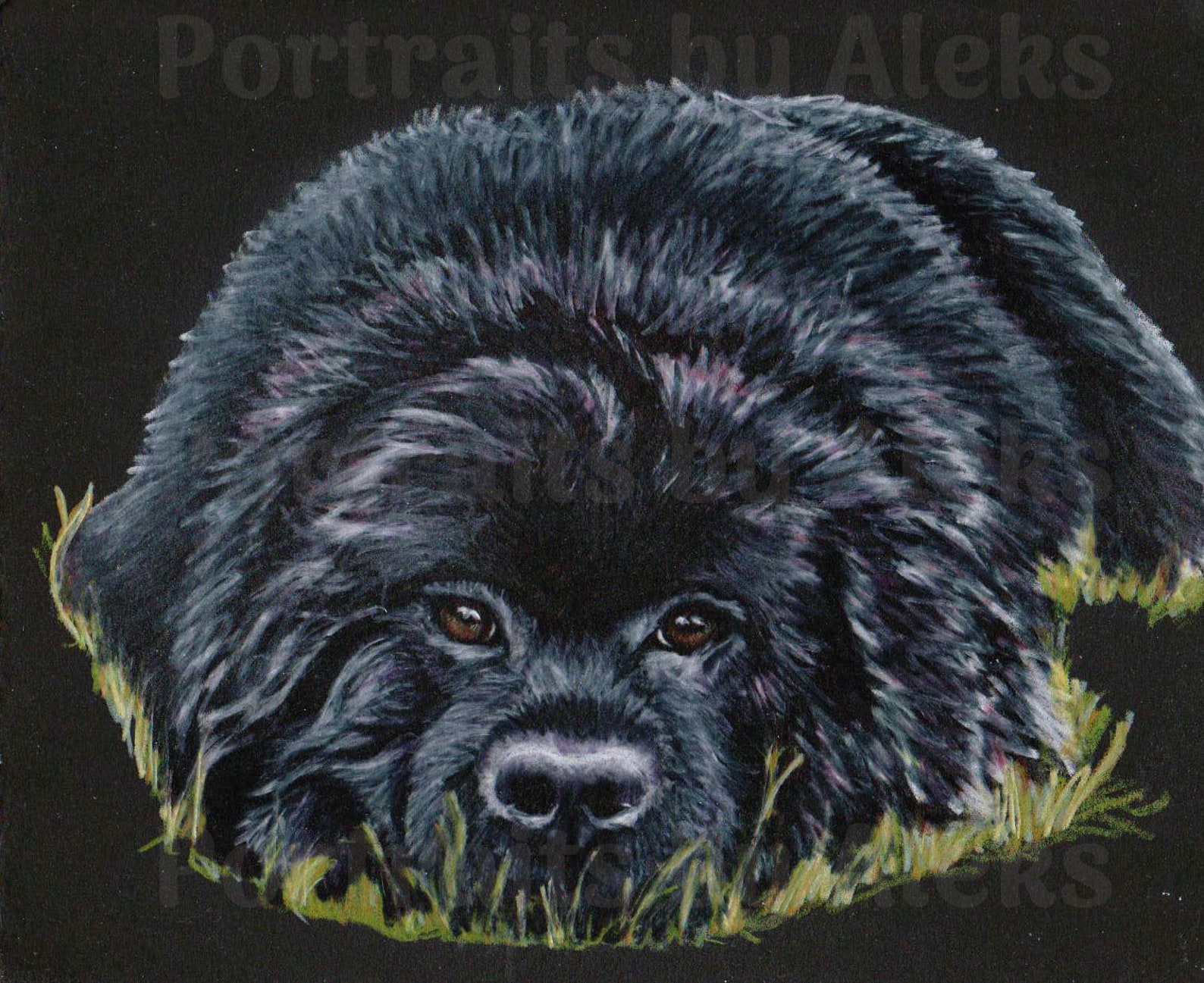 Colored Pencil Newfoundland Puppy Drawing - Etsy