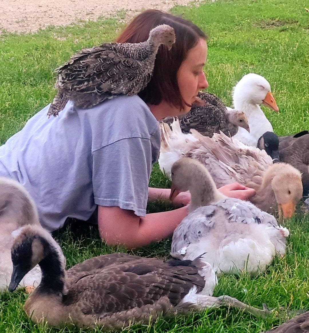 Feathers Goose, Chicken, Duck Assorted Mix of Natural Shedding ethical ...