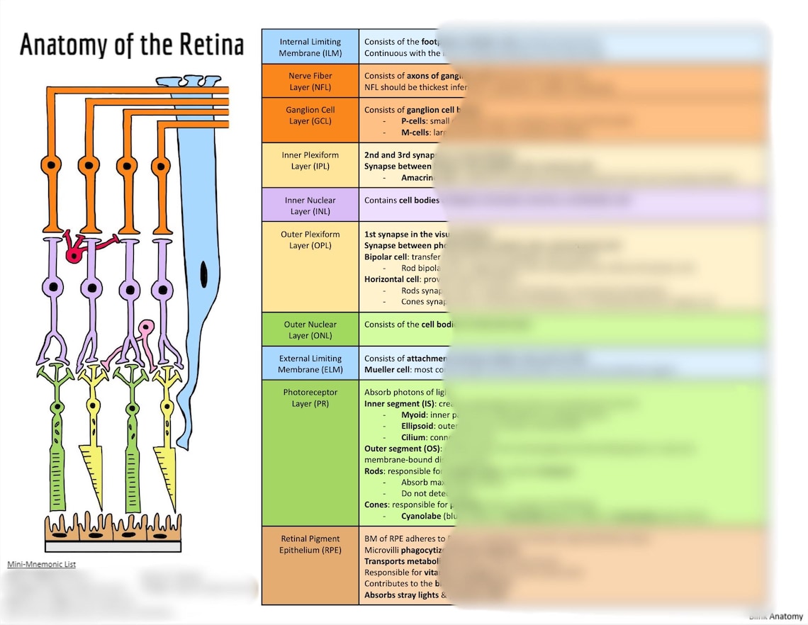 RETINA Anatomy Retina Layers Eye Vision Digital Download Reference ...