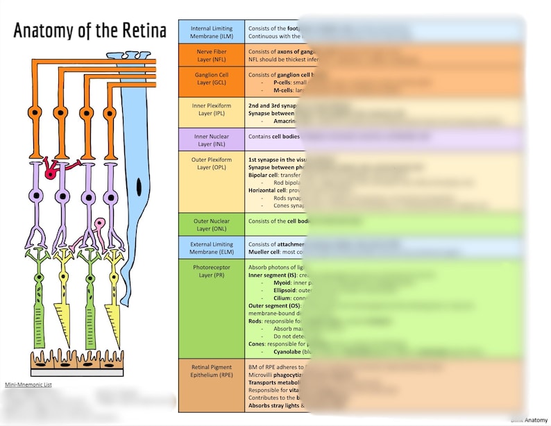 RETINA Anatomy Retina Layers Eye Vision Digital Download Reference Sheet Optometry Study Guide ...