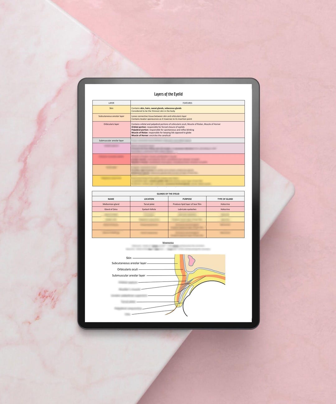 EYELID Anatomy Optometry Study Guide Anatomy Study Guide Eye Digital ...