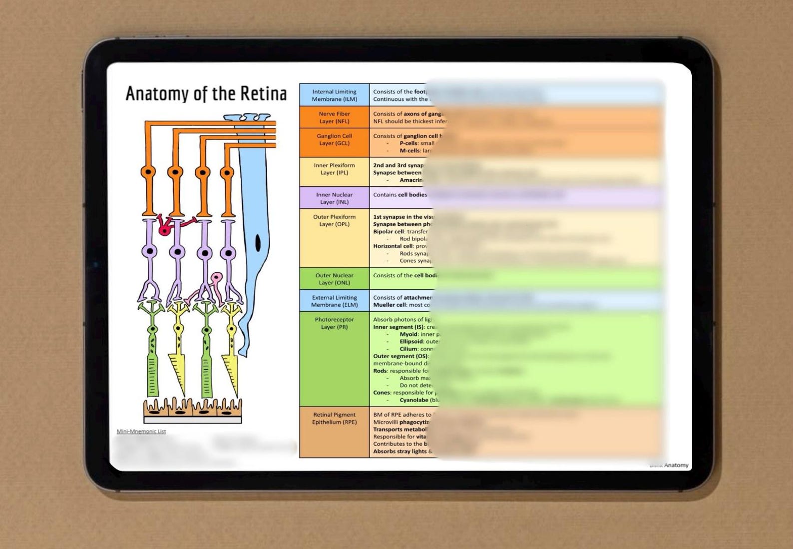 Retina Anatomy Retina Layers Eye Vision Digital Download Reference ...