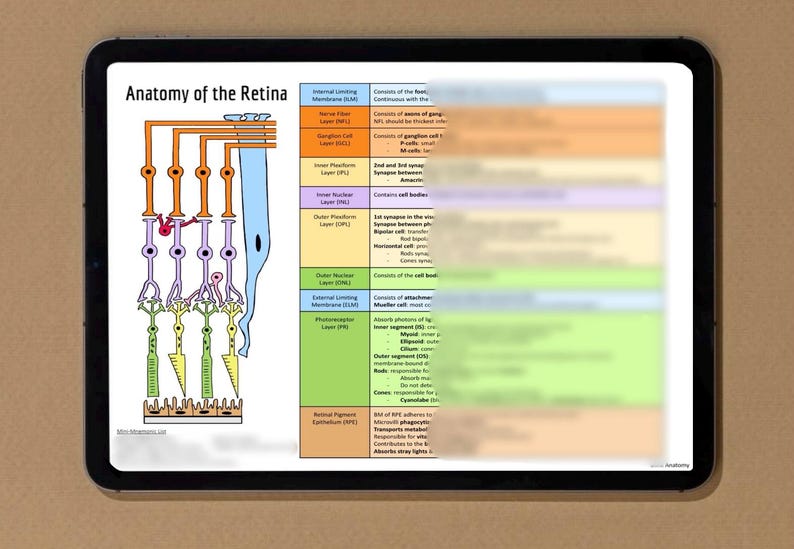 RETINA Anatomy Retina Layers Eye Vision Digital Download Reference ...