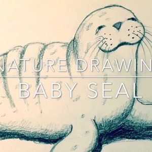 Pencil Drawing of Baby Seal Video | Art Lesson 2 of 5 | Rick Tan - Etsy