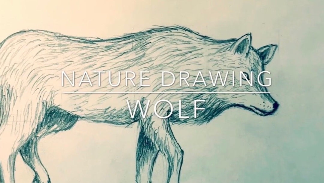 Pencil Drawing of Wolf Video | Art Lesson 4 of 5 | Rick Tan - Etsy