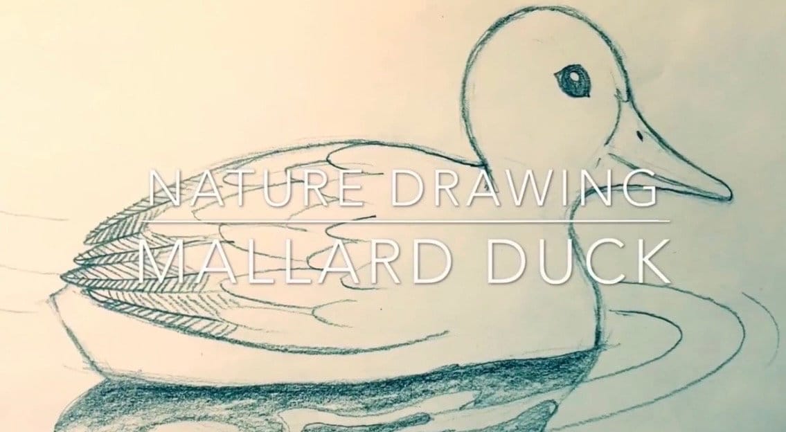 Pencil Drawing of Mallard Duck Video | Art Lesson 3 of 5 | Rick Tan - Etsy