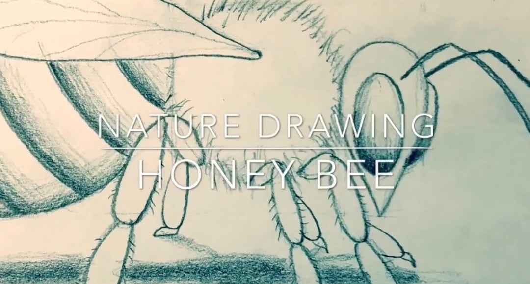 Pencil Drawing of Honey Bee Video | Art Lesson 1 of 5 | Rick Tan - Etsy