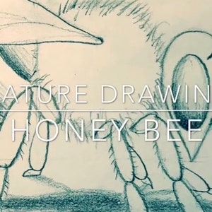 Pencil Drawing of Honey Bee Video | Art Lesson 1 of 5 | Rick Tan - Etsy