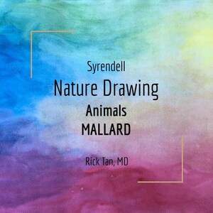 Pencil Drawing of Mallard Duck Video | Art Lesson 3 of 5 | Rick Tan - Etsy