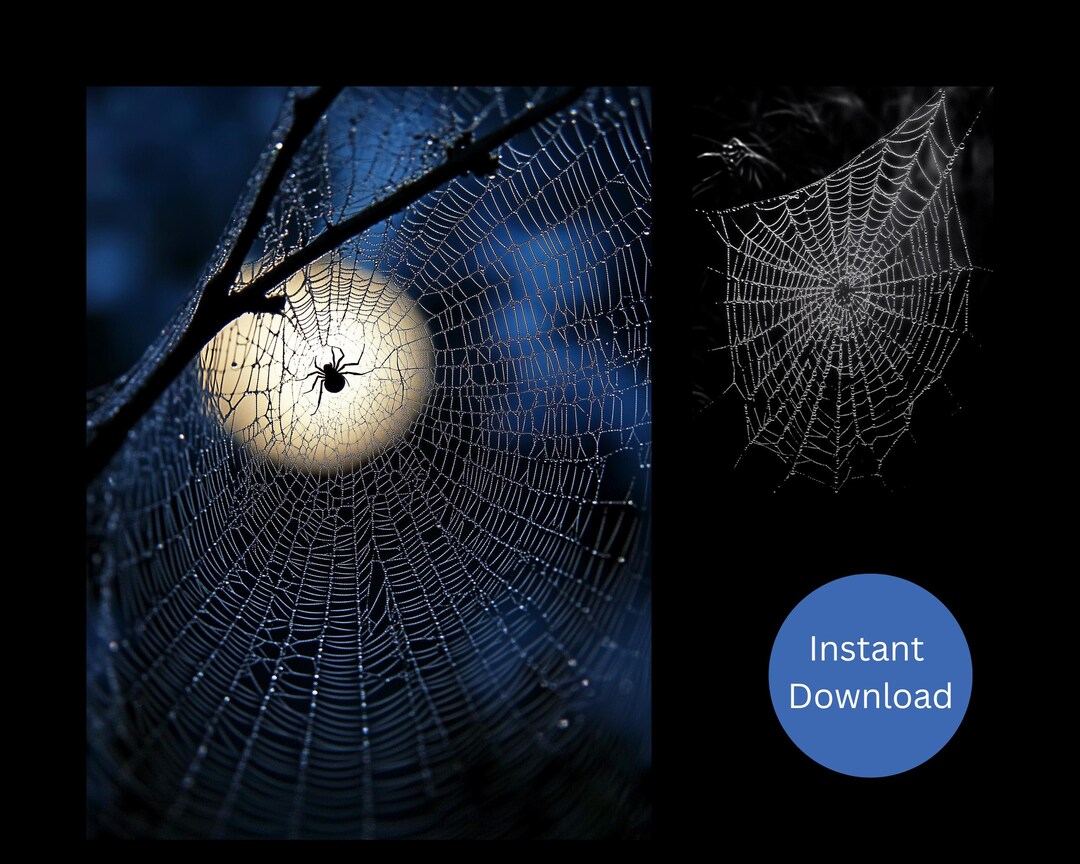 Spider in Web Under Moonlight | Printable Wall Art | Dark Night Nature ...