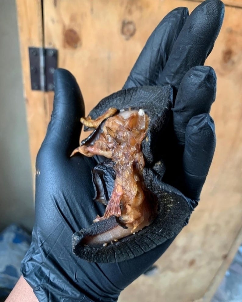 Organic Dried Small Snail 50 Pieces Nigerian Foods & Spices African ...