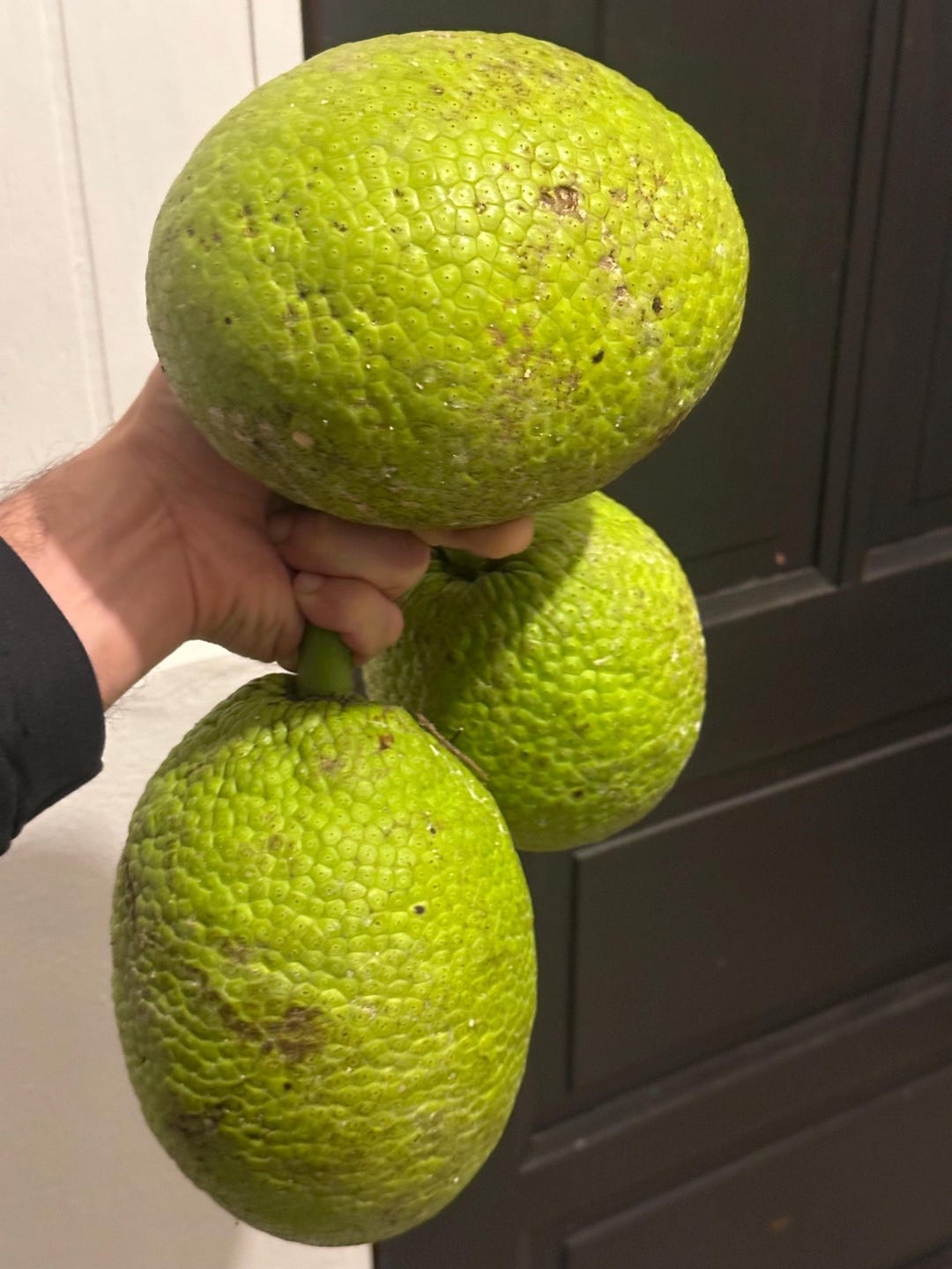 6 Lbs Organic Breadfruit Fresh Firm Green Fruit (panapen Fruit) Fast Free Shipping - Etsy