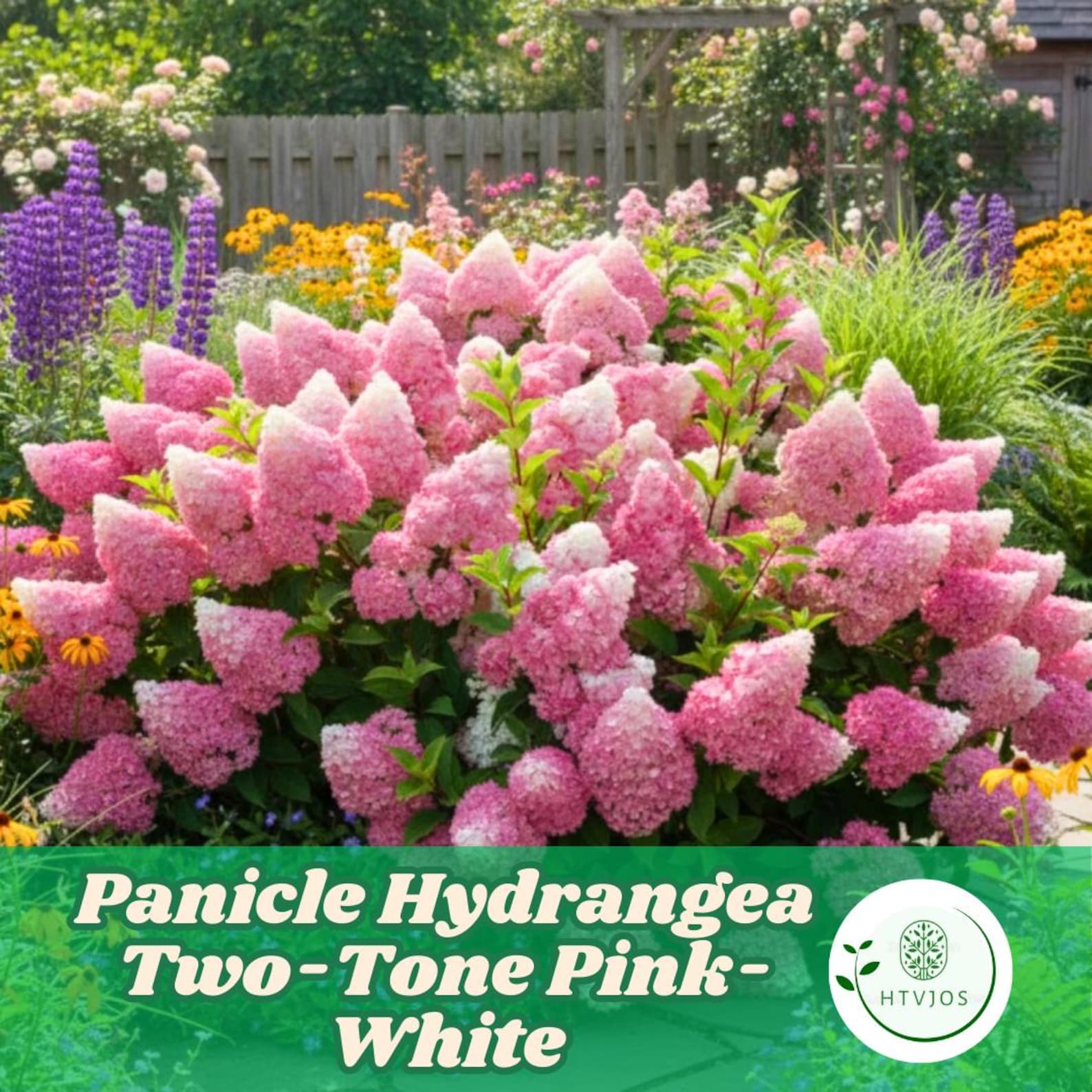 50 Panicle Hydrangea Seeds Ornamental Flowering Shrub Pink & White ...