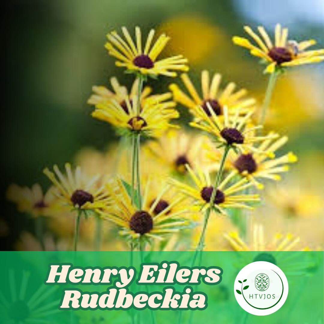 200 Henry Eilers Rudbeckia Seeds Unique Quill-petal Coneflower Garden ...
