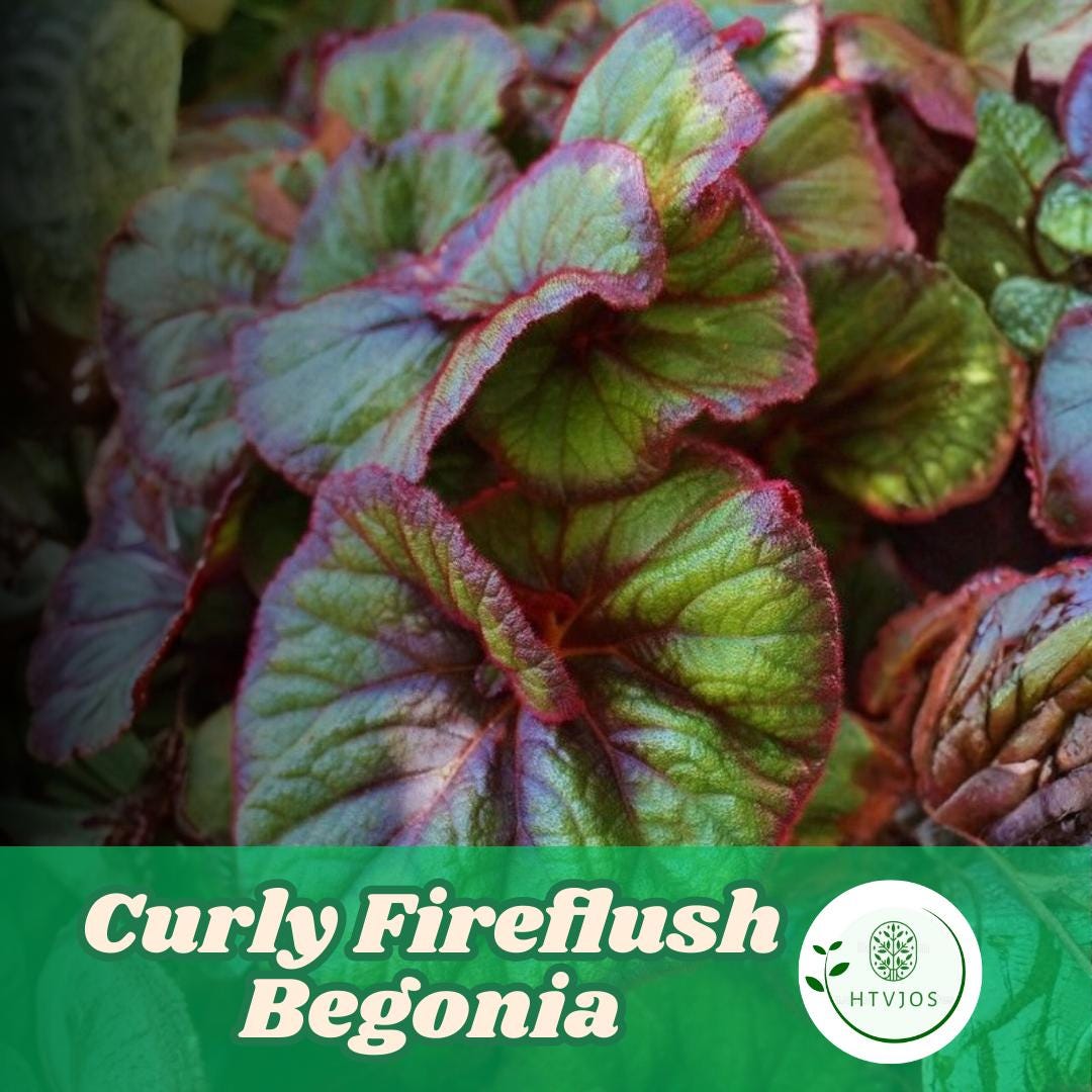 25 Curly Fireflush Begonia Seeds Decorative Ruffled Begonia Flower for ...
