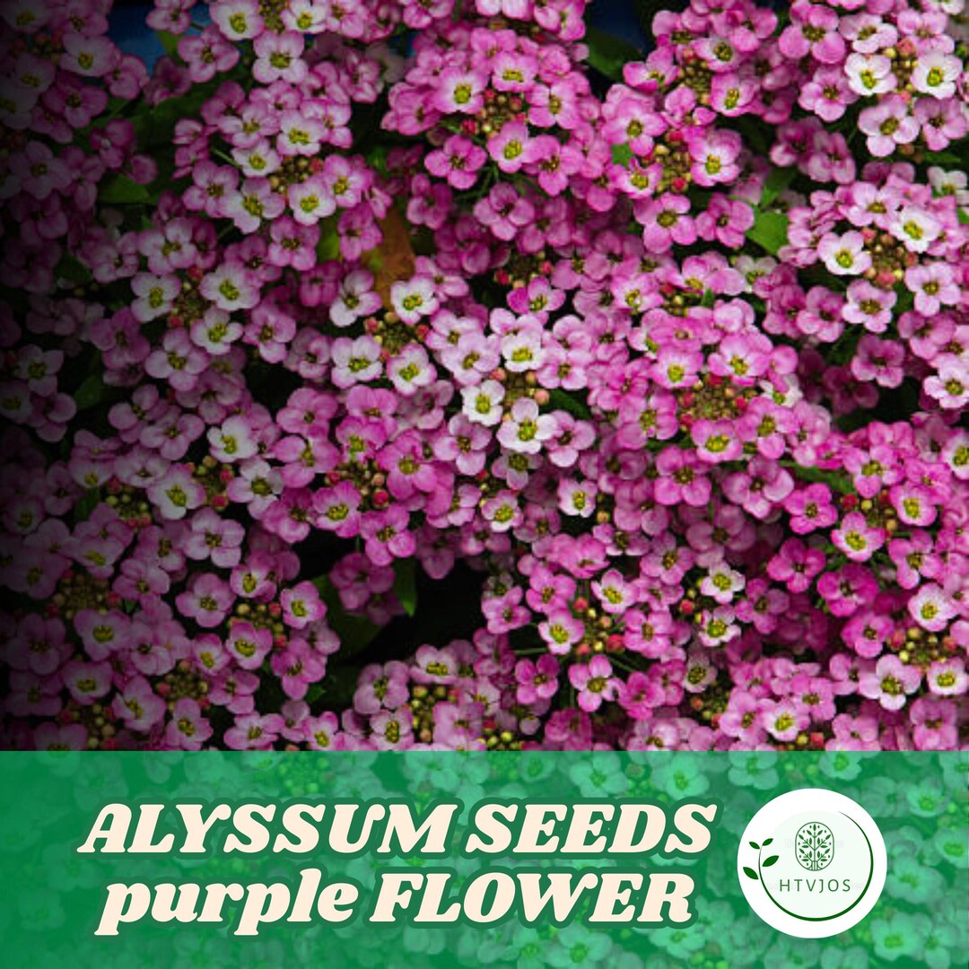 1500 Alyssum Seeds Royal Carpet Purple Non-gmo Annual Ground Cover for ...
