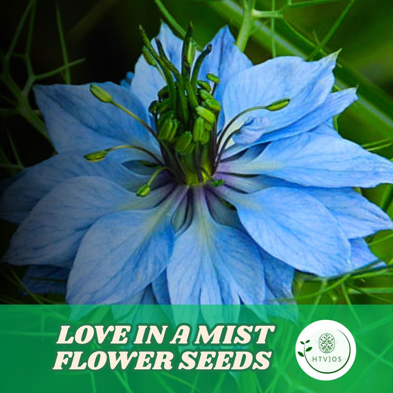 300 Love-in-a-mist Seeds Nigella Damascena Heirloom Annual Wildflower ...